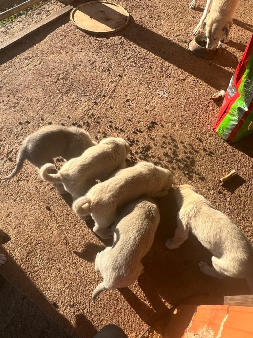 Stene turskog kangala