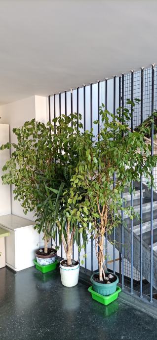 Drvo života i benjamin (ukrasno bilje)