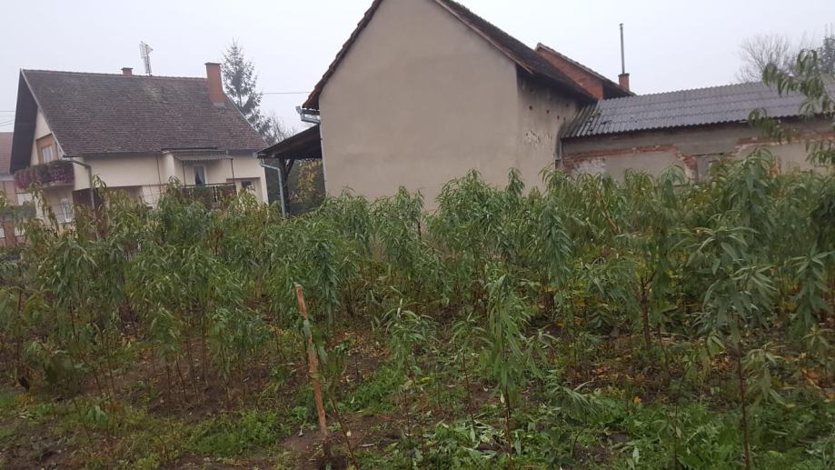 Sadnice Vinogradske breskve kalanke crvene zute i bijele