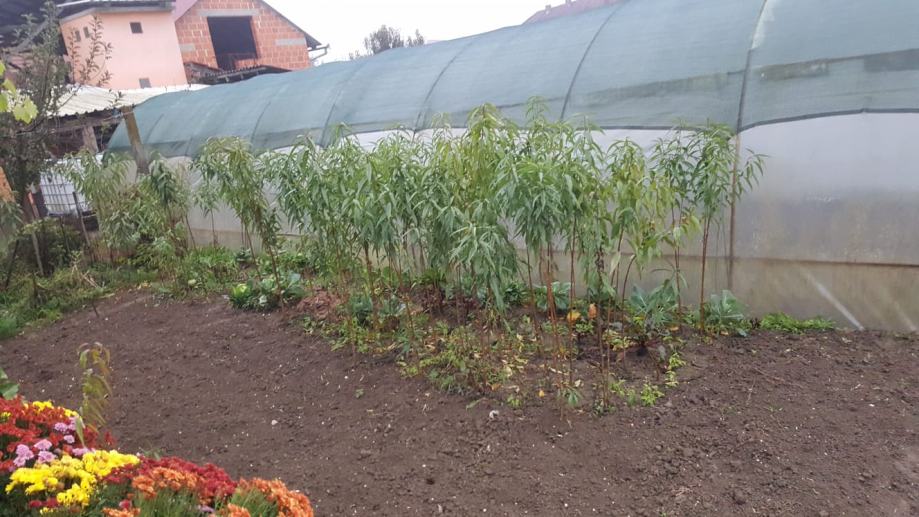 Sadnice Vinogradske breskve kalanke crvene zute i bijele