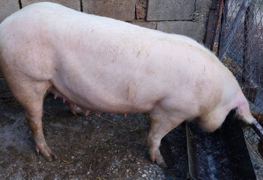 BREĐA KRMAČA