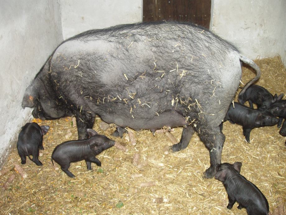 CRNA SLAVONSKA SVINJA -prasci za tov