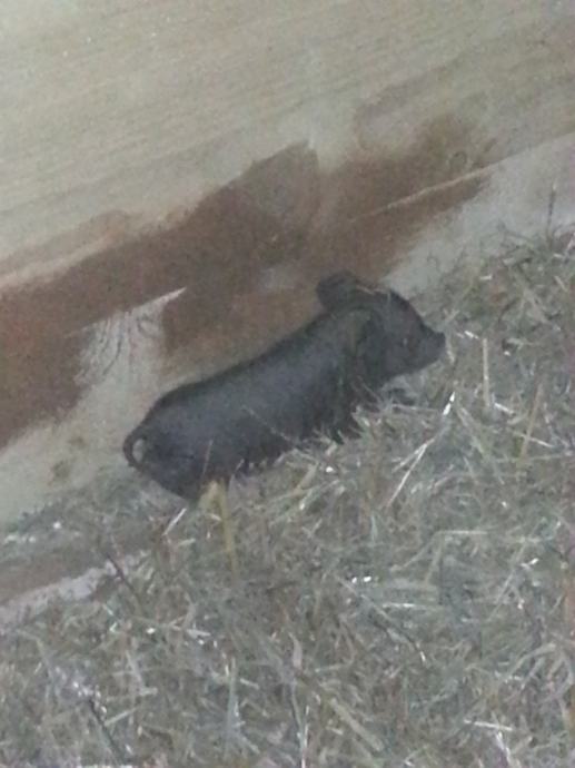 Odojci crne križane svinje