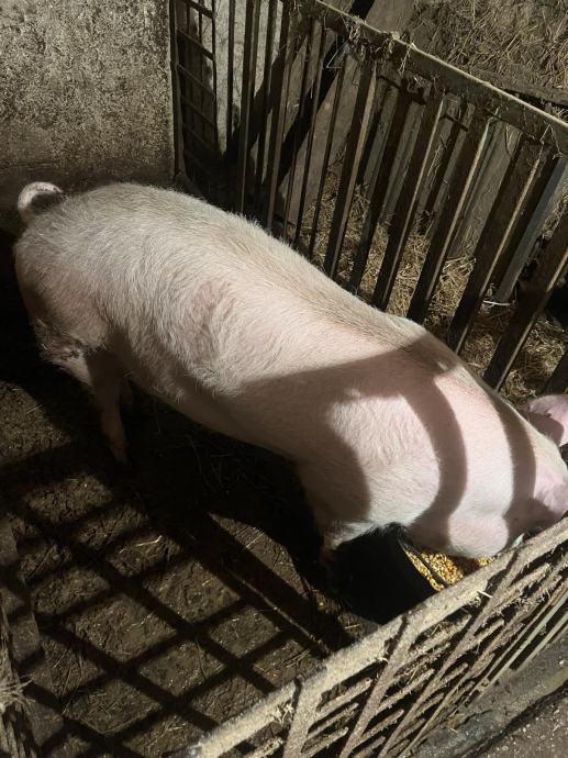 Domaća svinja 180kg