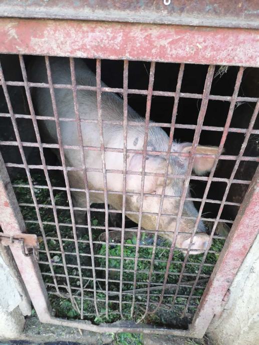 Domaća svinja za obradu.