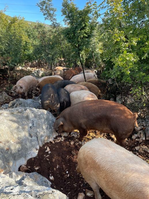 Domaće svinje iz vlastitog uzgoja