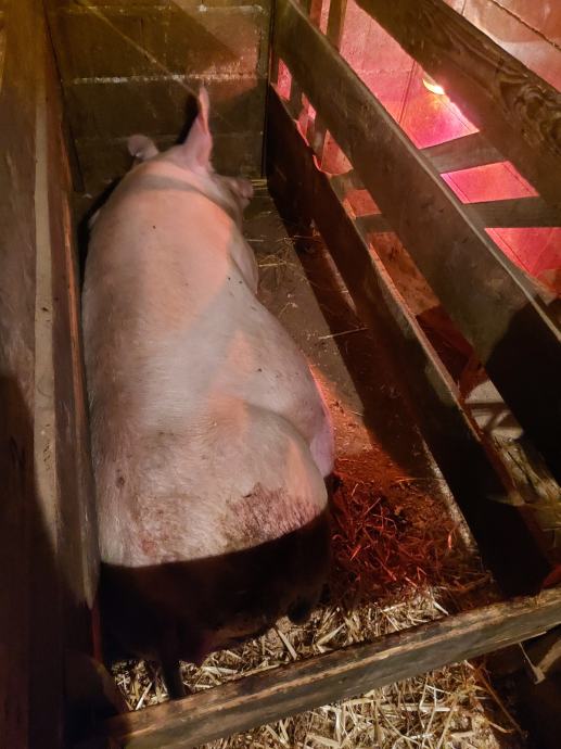 Krmaca sa 12 odojaka