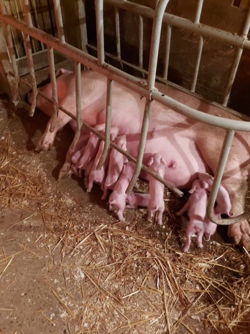 Krmaca sa 11 odojaka