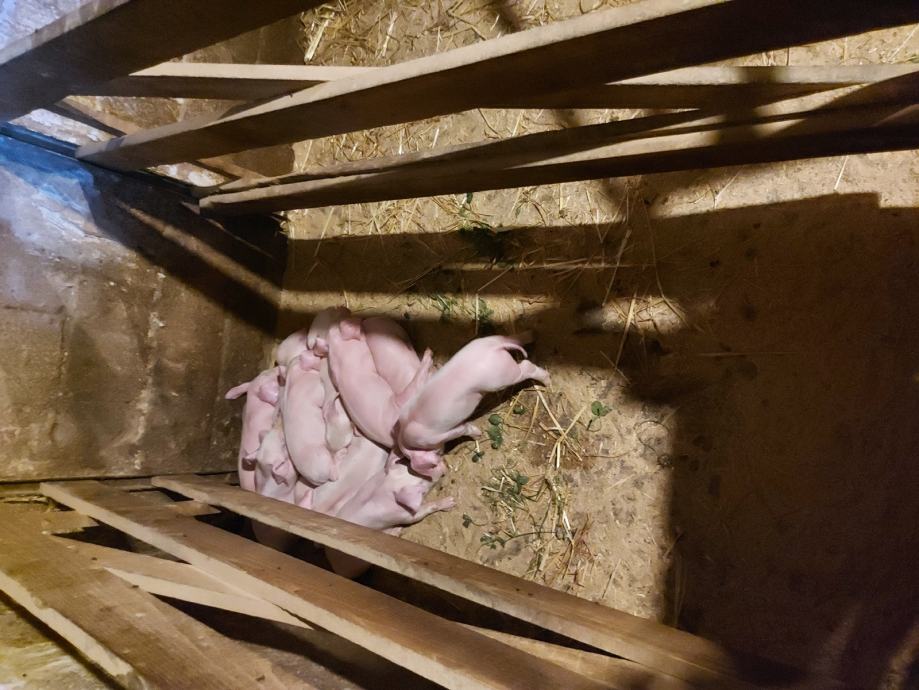 Krmaca sa 13 odojaka