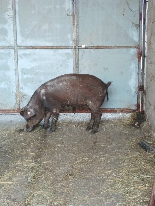 Krmača 2 mjeseca suprasna
