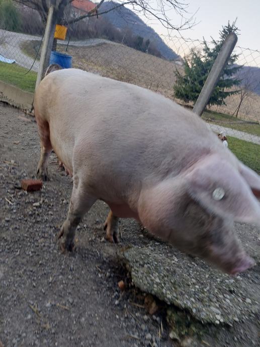 krmača za klanje