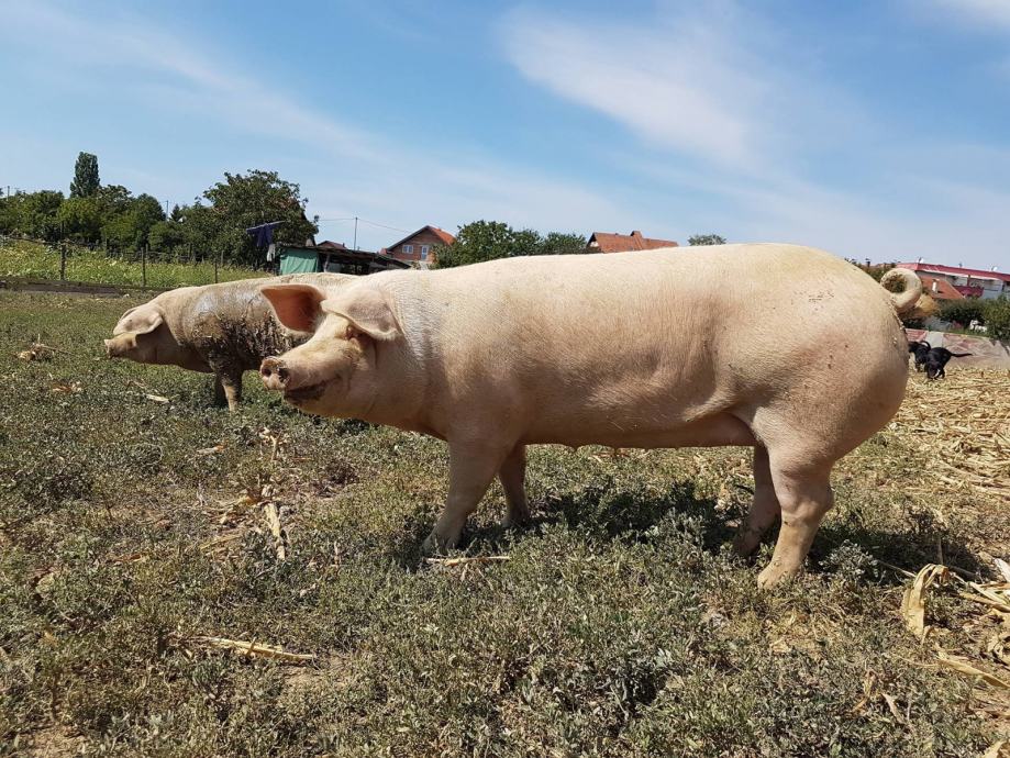 Krmača njemački landras