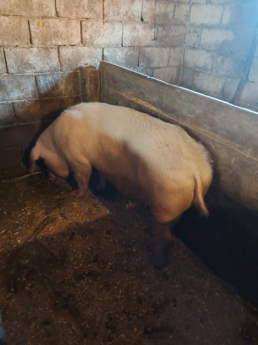 Krmaca za obradu ili rasplod