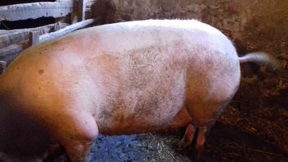 Krmača za obradu Landras