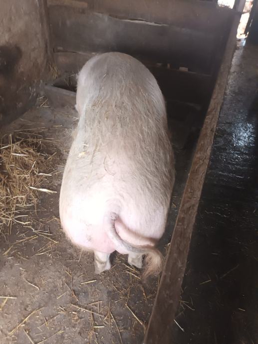 Krmača za klanje 270-300kg