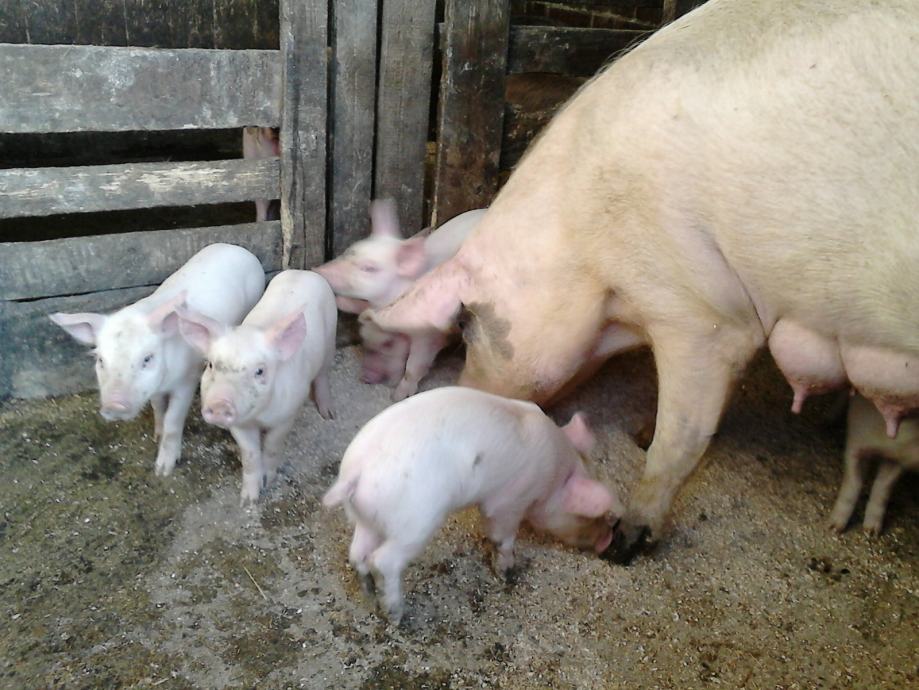 KRMACA S PRASCIMA (Donji Andrijevci)