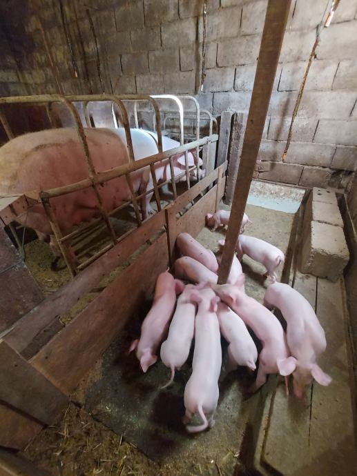 Krmaca sa 11 odojaka,zamjena