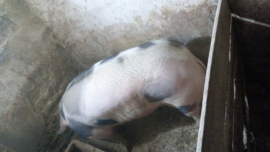 Krmaca