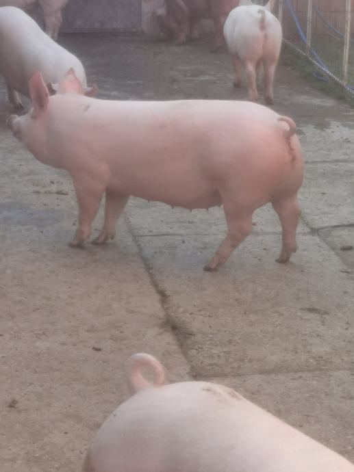 Nazimice Durok,Landras i Veliki Joksir