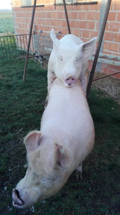 NAZIMICE VELIKI JOKSIR POD SELEKCIJOM