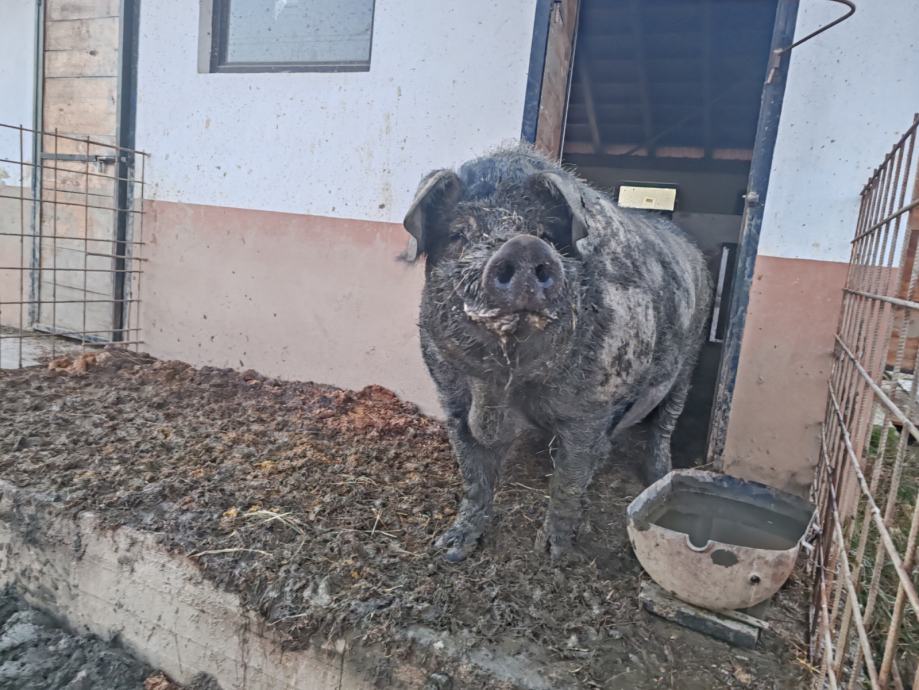 Nerast crna slavonska svinja