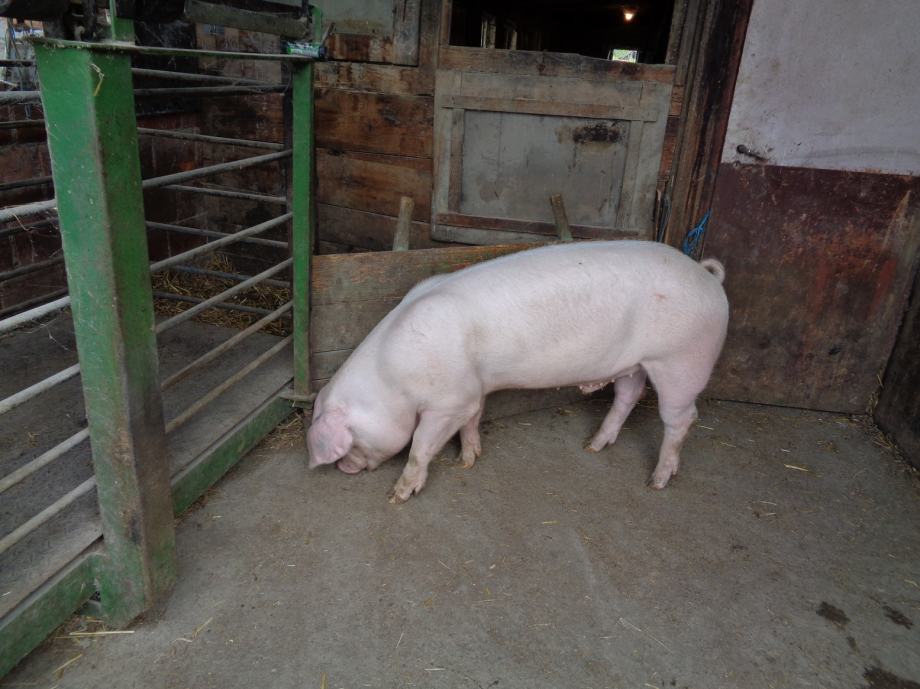 nerastić/mladi nerast landras