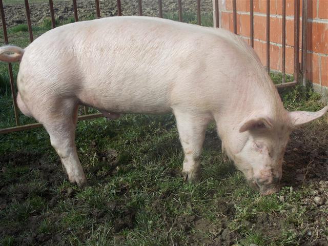 NERASTIĆ VELIKI JOKŠIR