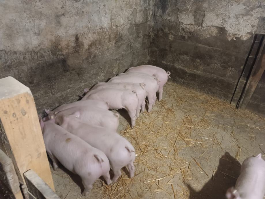 Odojci Landras 4kom Karlovac