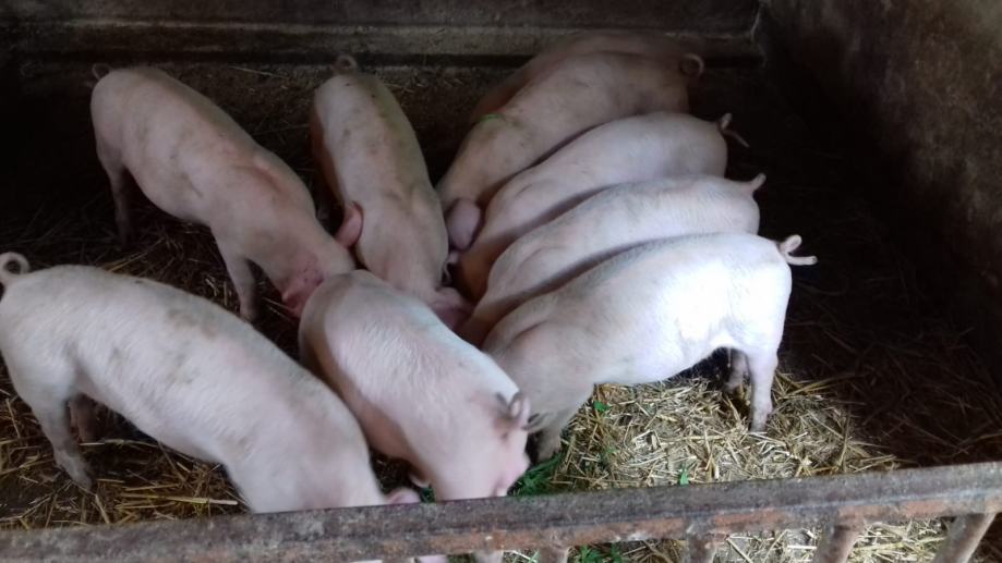 ODOJCI LANDRAS oko 25 KG; 9 kom., može i manje; 100 E kom.