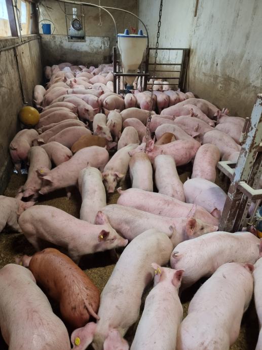 Prasci i svinje za tov!