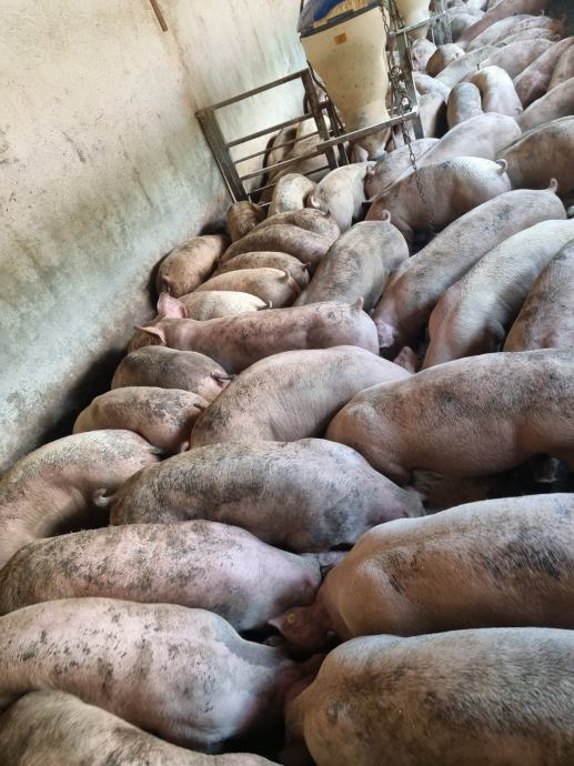 Prasci i svinje za tov!