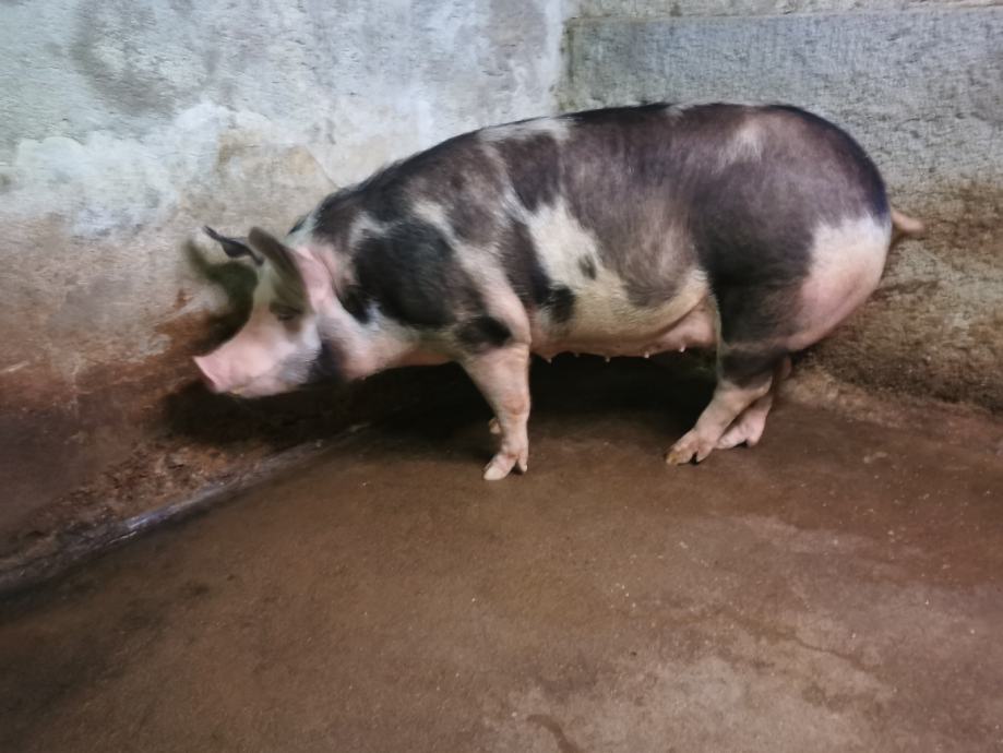 prodaje se krmača