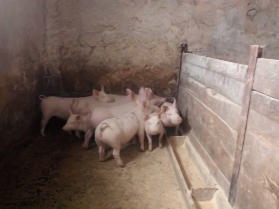 Prodajem odojke landras-joksir 8kom