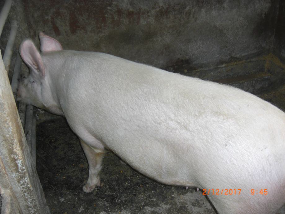 Prodajem svinju-bekona (landras-jorkšir) 188 kg, Štakorovec