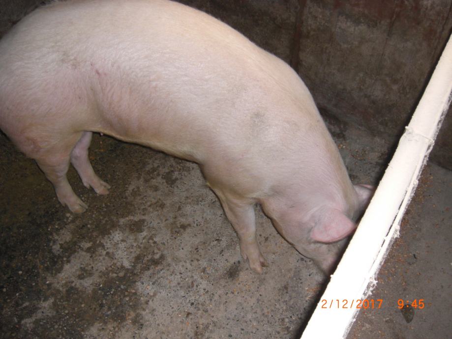 Prodajem svinju-bekona (landras-jorkšir) 188 kg, Štakorovec