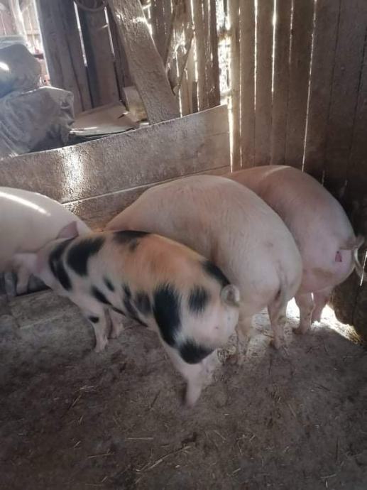 Prodaju se svinje landras