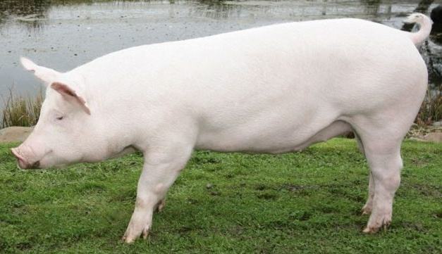 Svinja od 130 kilograma