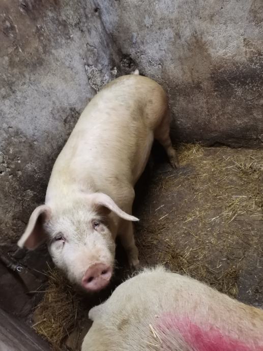 Svinja za klanje 170 kg