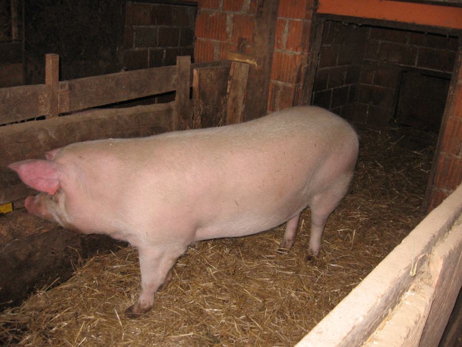 SVINJA, MUŠKA DOMAĆA ISHRANA 200 kg.