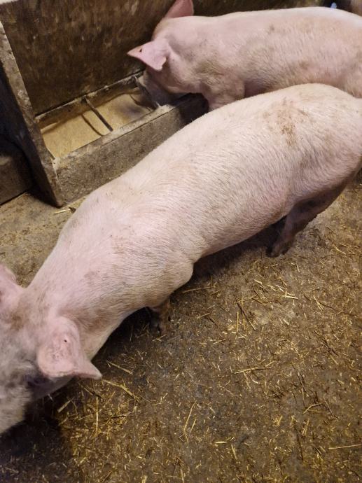 Svinje od 170 do 200 kg