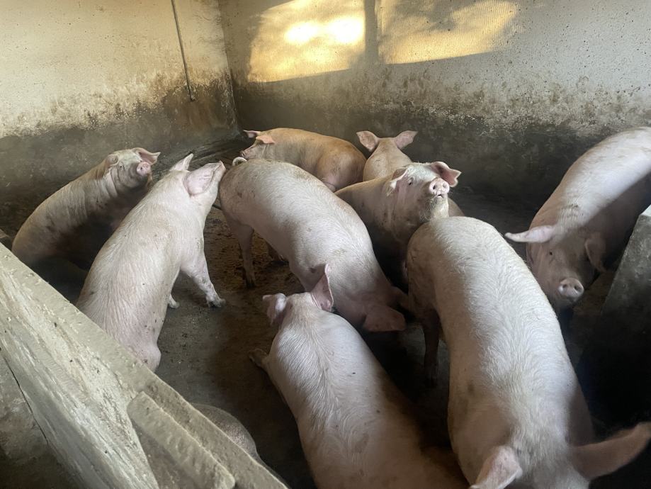 Svinje za klanje, svinje za obradu