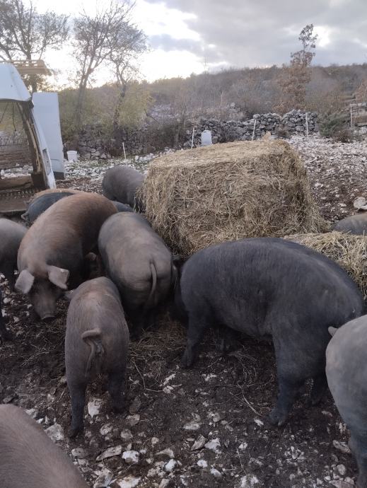 Svinje za obradu Crna slavonska svinja