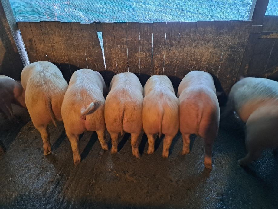 Svinje za rasplod ili tov, 6 kom ž, jorksir/landras