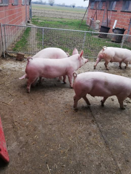 Veliki Jokšir nerastići i nazimice