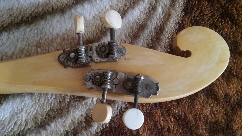 Tamburica dangubica (kuterevka, samica)