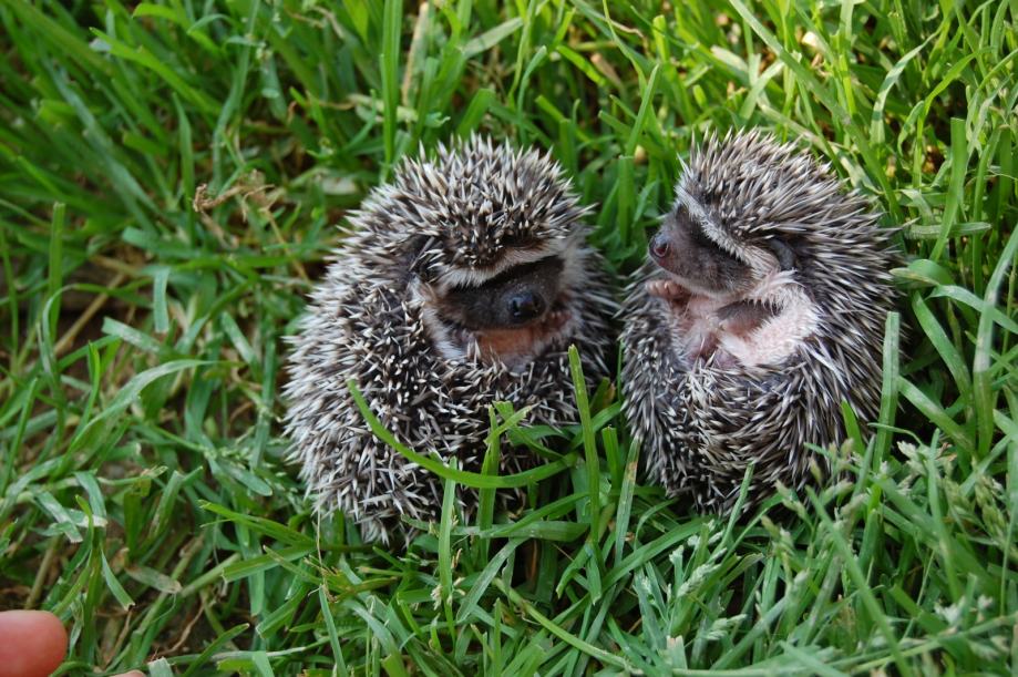 afrički patuljasti jež