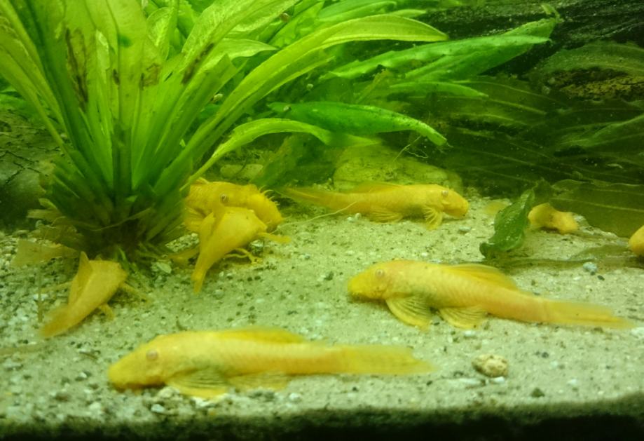 Ancistrusi (akvarijski čistači)