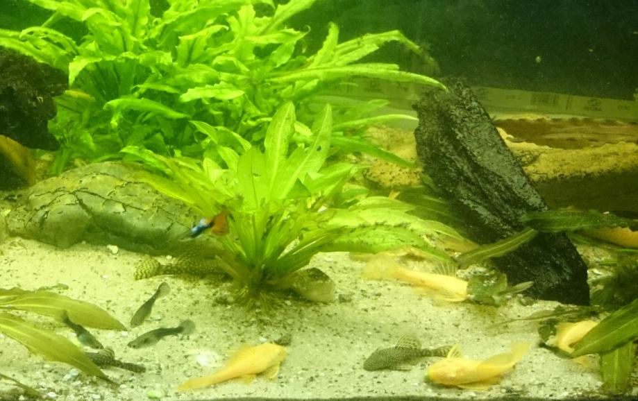 Ancistrusi (akvarijski čistači)