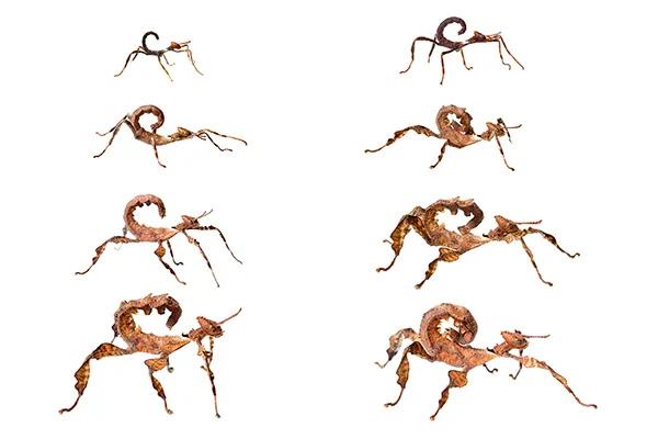 Australski paličnjak (Extatosoma tiaratum) - nimfe