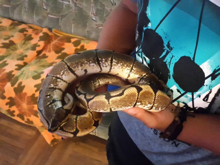 BALL PYTHON